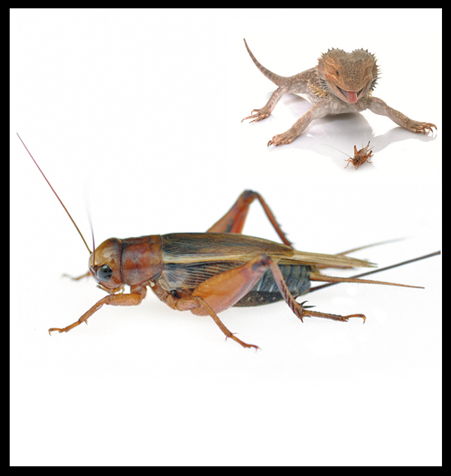 Crickets: American Cricket Ranch
