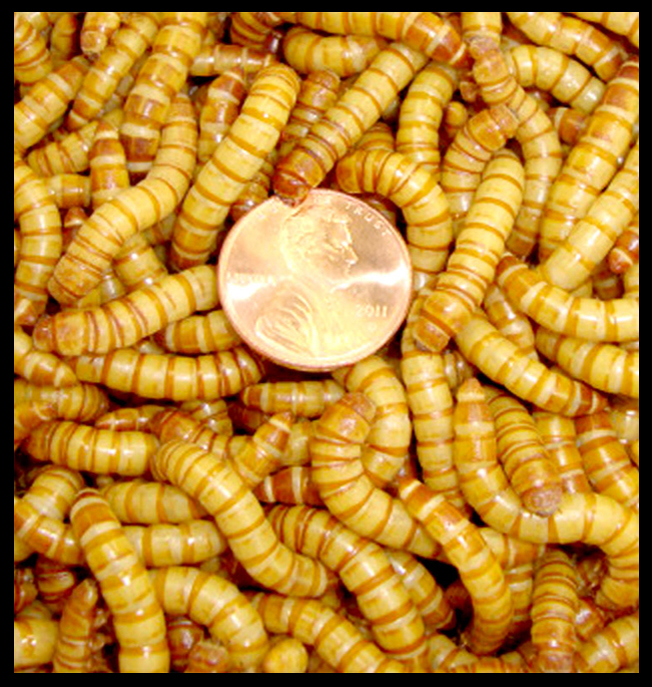 Giant Mealworms: American Cricket Ranch
