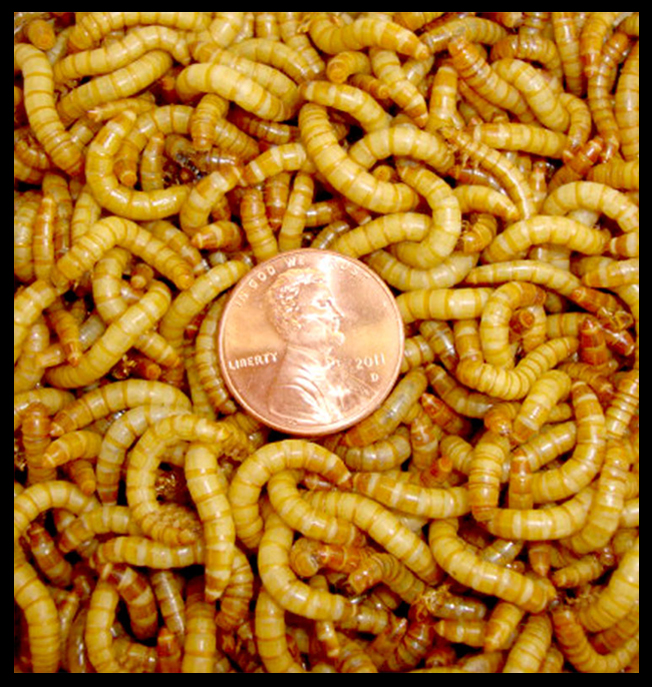 Mealworms: American Cricket Ranch